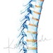 Spinal Column Watercolor Print - Spine Art - Orthopedic Art - Spinal ...