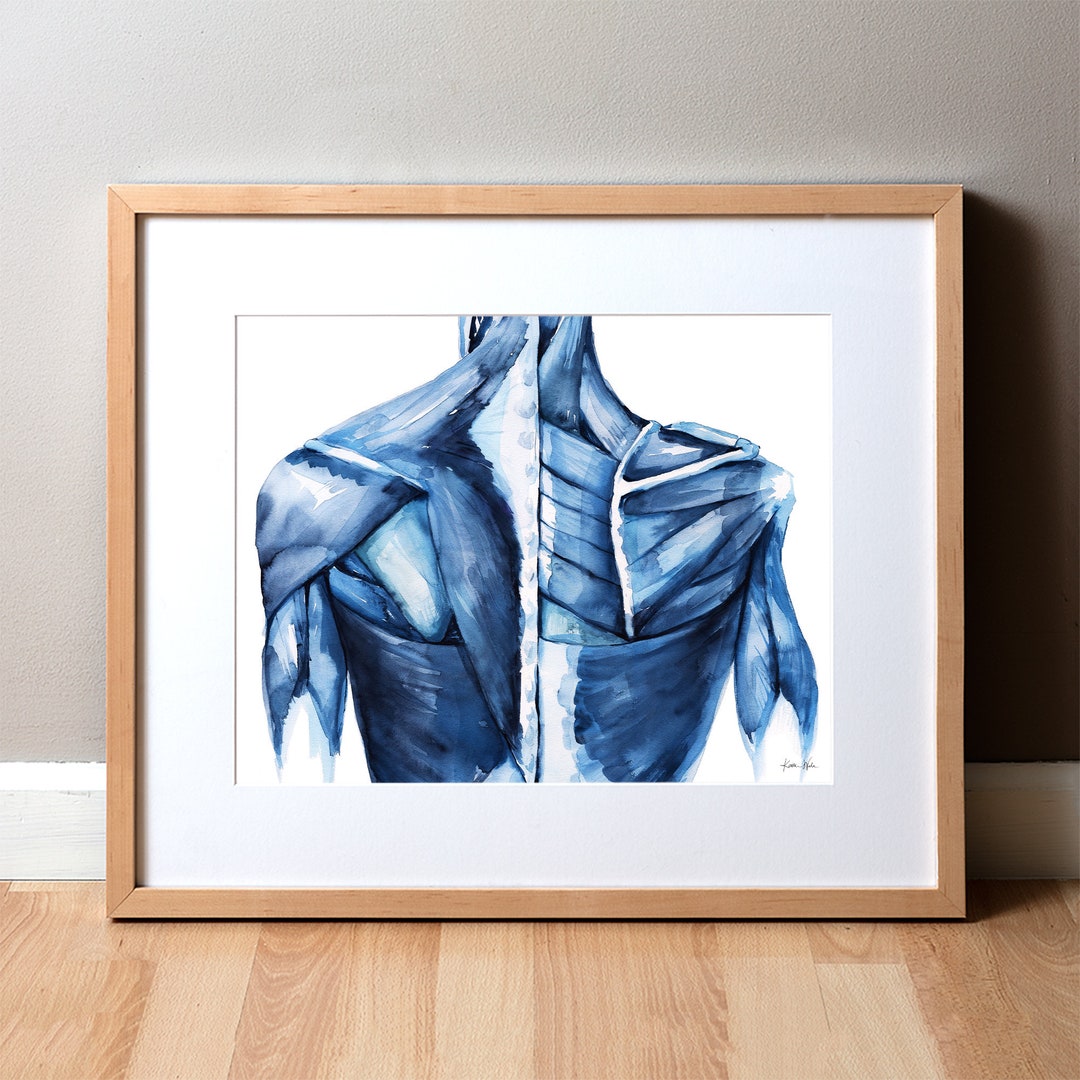 Muscles of the Back in Navy Watercolor Print - Muscle Painting - Gift ...