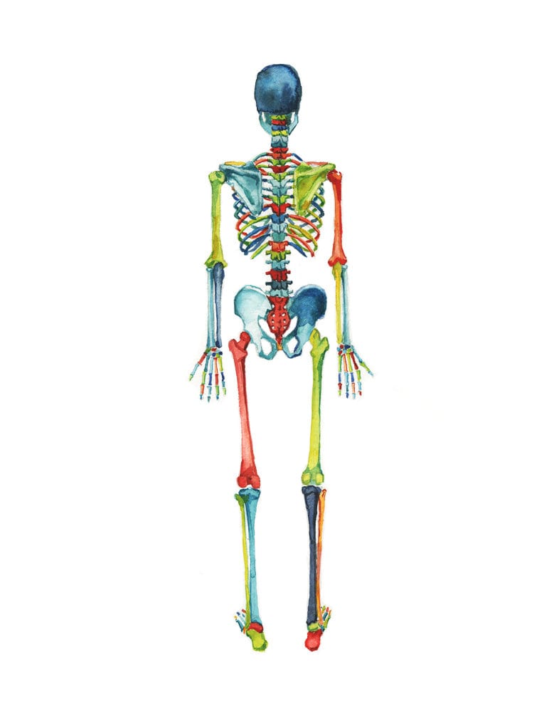 Skeletal System Watercolor Print in Red Green Blue - Body System ...