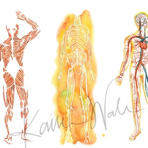 The Five Body Systems - Muscular, Nervous, Circulatory, Lymphatic and ...