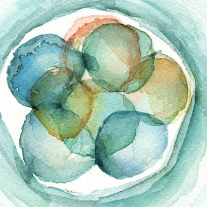 Embryo Set of 3 Watercolor Print - Fertility and IVF Three Art Prints ...