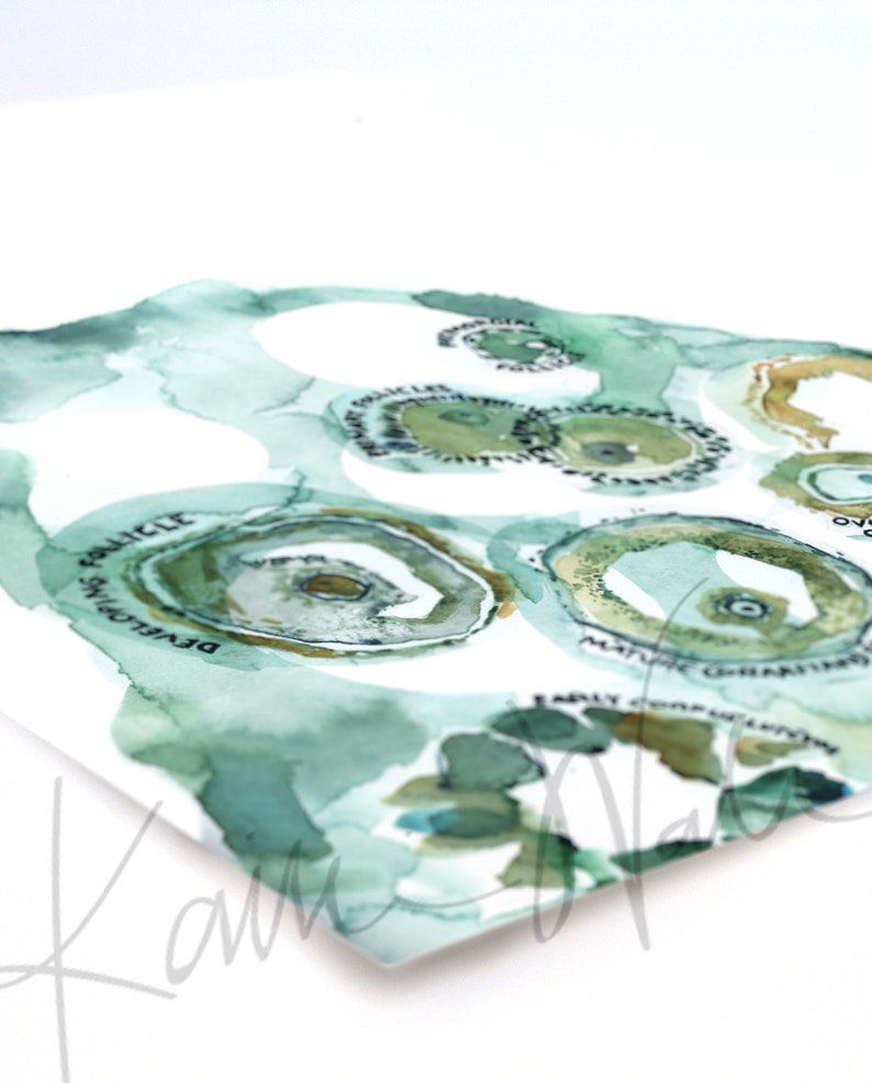 Blue Green Fertility Watercolor Print Set - OBGYN Art - Gift for OBGYN ...