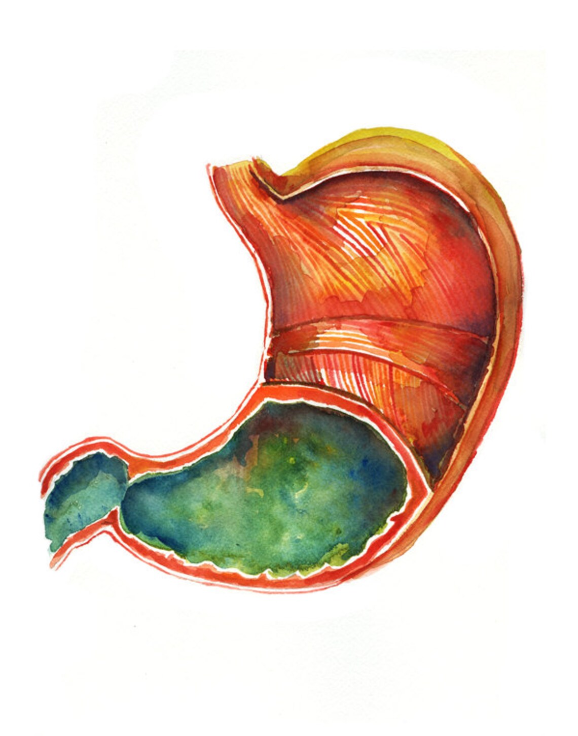 Stomach Watercolor Art Print - Gastrointestinal Painting - Stomach ...