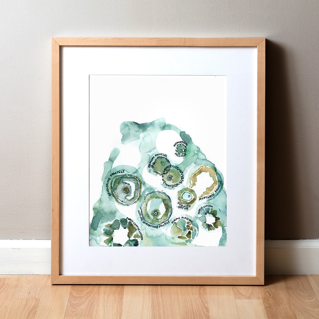 Ovulation Cycle Watercolor Painting - OBGYN Painting - Fertility Art - Etsy