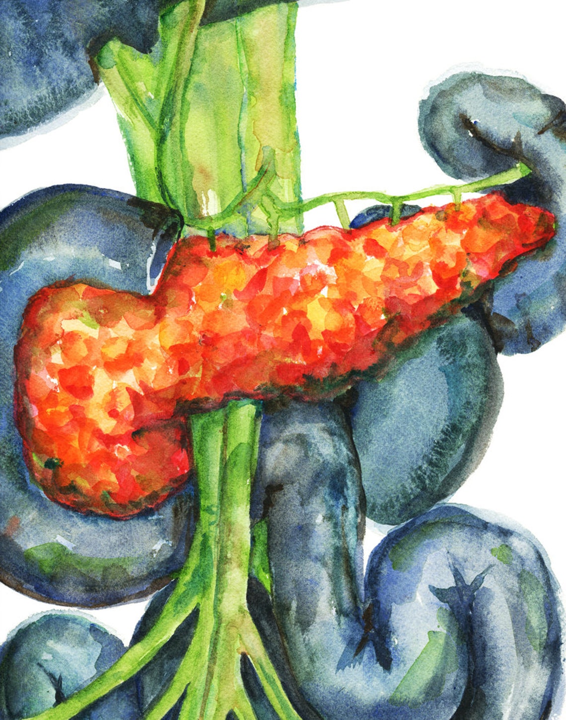 Pancreas, Intestines and Vasculature Watercolor Print - Endocrine Art ...