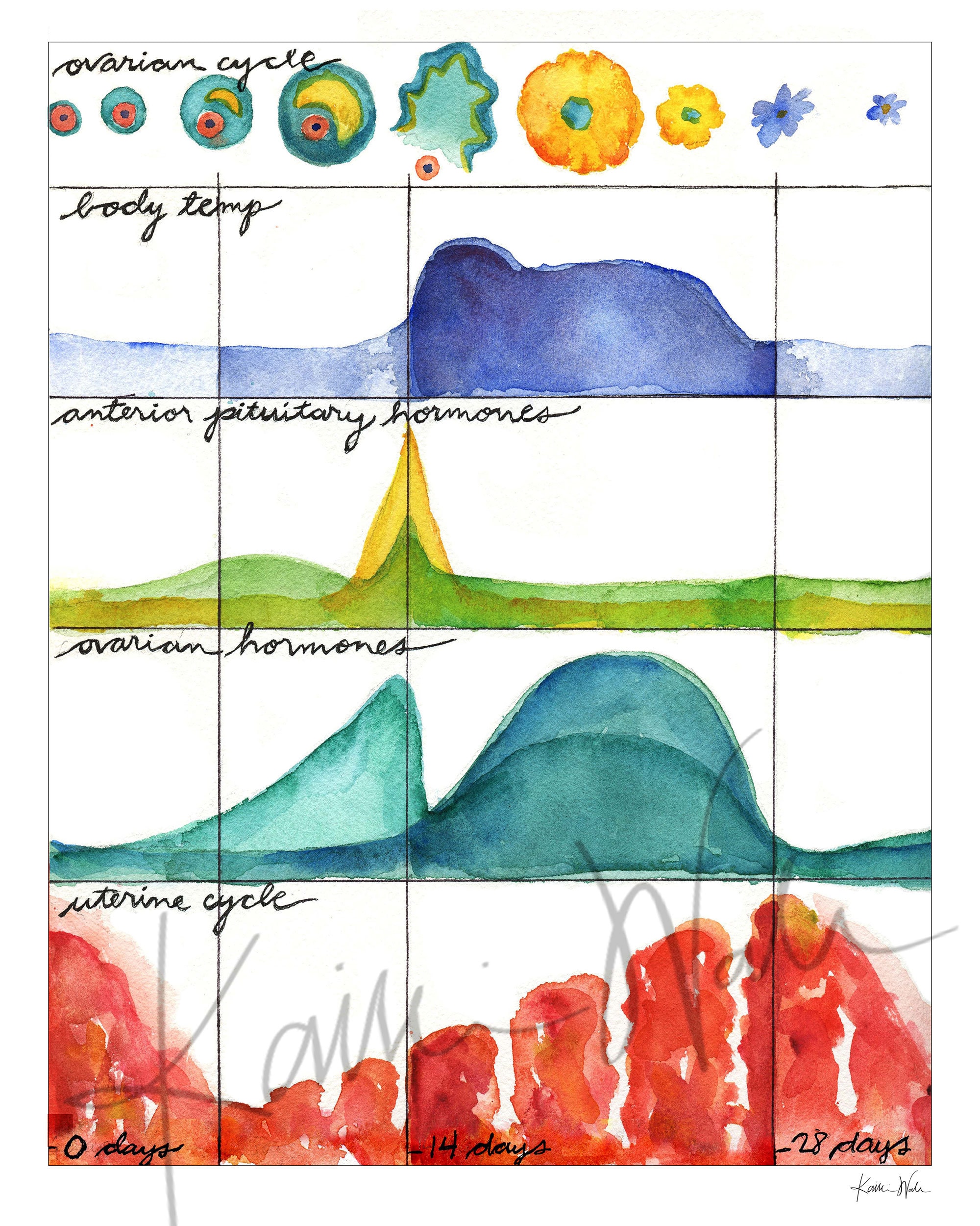 Menses Cycle Watercolor Art Print - Menstrual Chart - Menstrual Cycle ...
