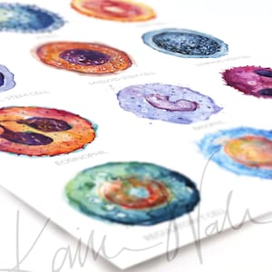 Cells Watercolor Poster - Cell Paintings - Blood Cells - Hematology Art ...