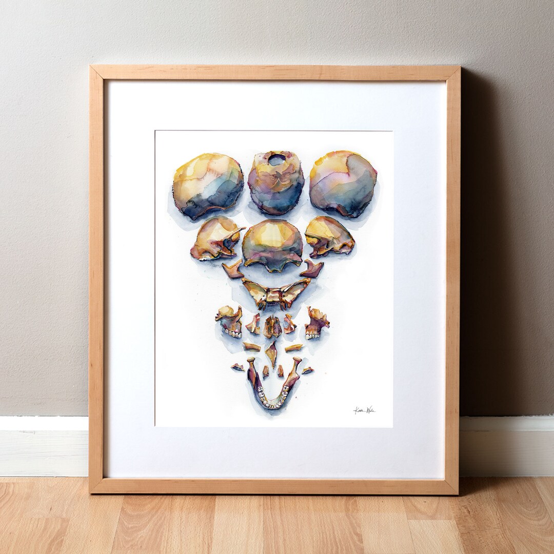 Exploded View of Skull I Watercolor Print - Skull Art - Bones ...