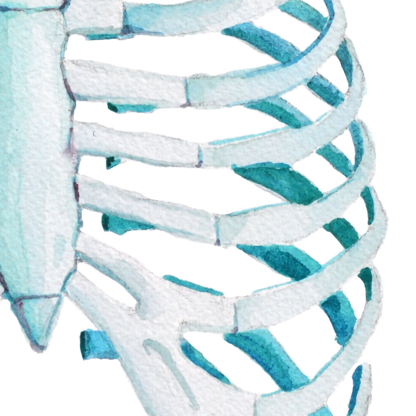 Rib Cage Watercolor Print Anatomy Watercolor Art Print Rib - Etsy