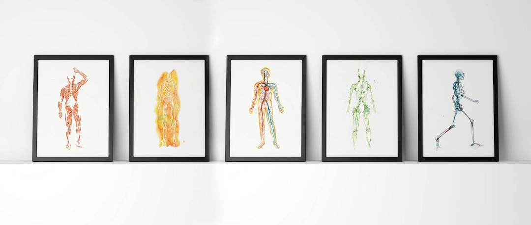 Body Systems 5-piece Watercolor Print Set - Anatomy Art Set - Muscular ...