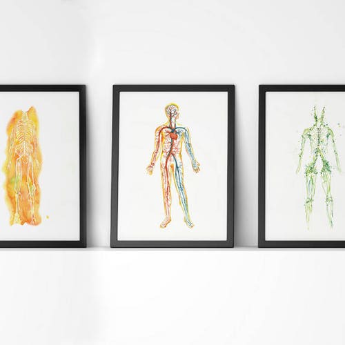 Body Systems 3-piece Watercolor Print Set Anatomy Art Set - Etsy