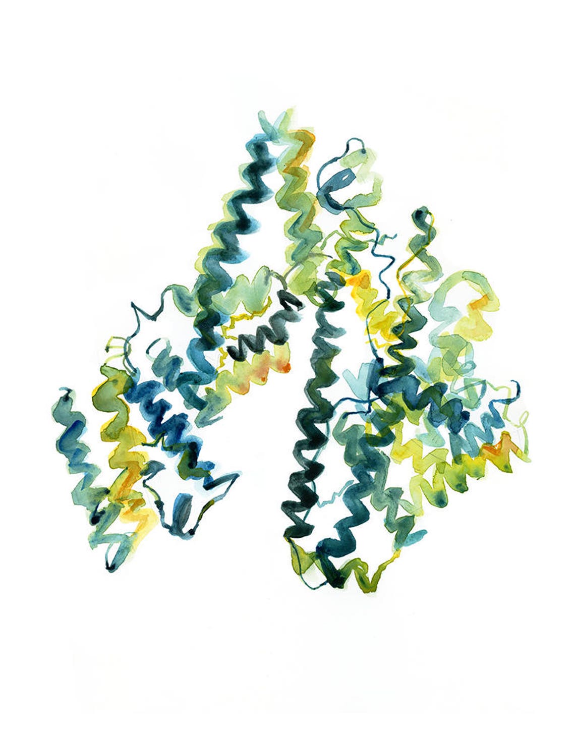 Albumin Protein Watercolor Art Print Microbiology Art | Etsy