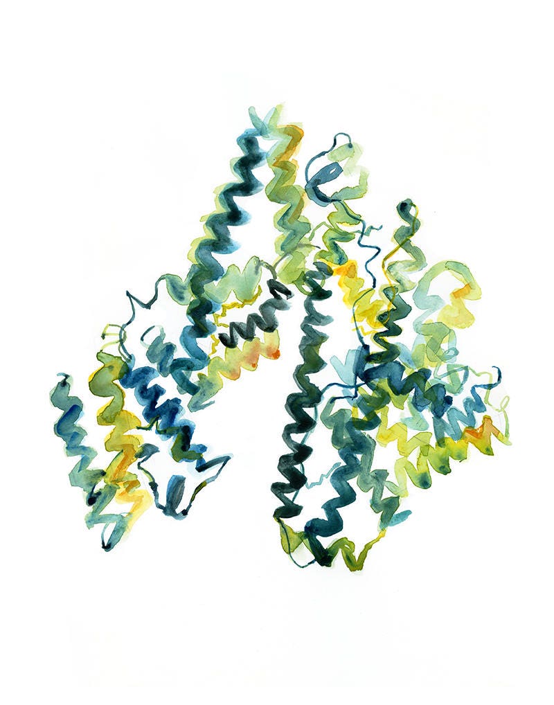 Albumin Protein Watercolor Art Print Microbiology Art - Etsy