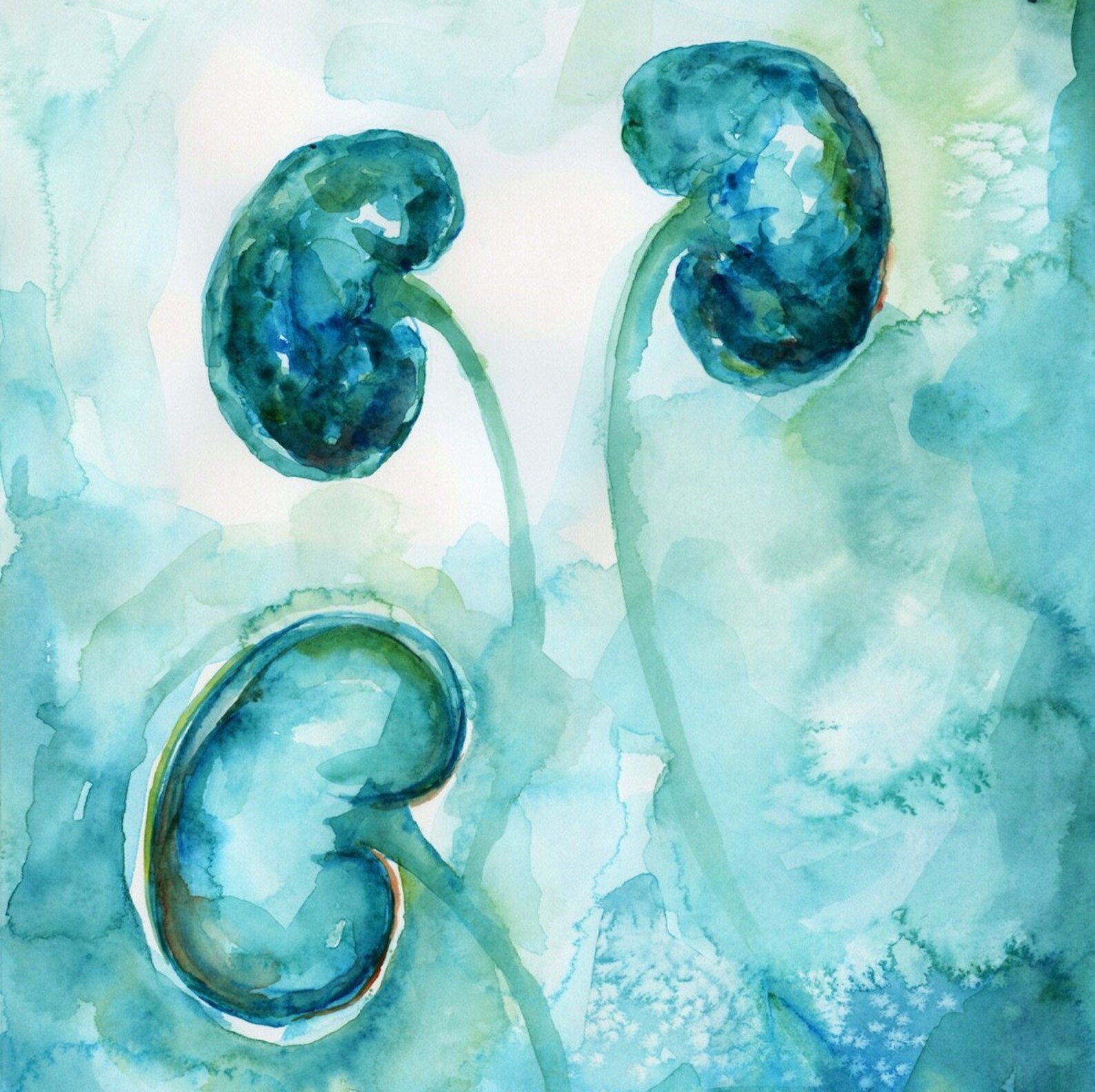 Transplant Kidney Watercolor Print Anatomical Kidney Art - Etsy