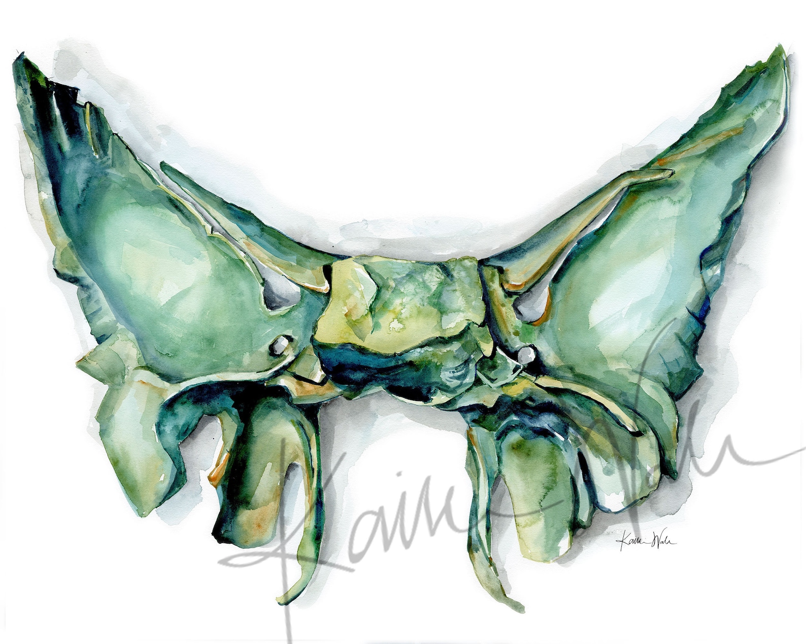Sphenoid Watercolor Print - Bone Art - Neurology Art - Orthopedic Wall ...