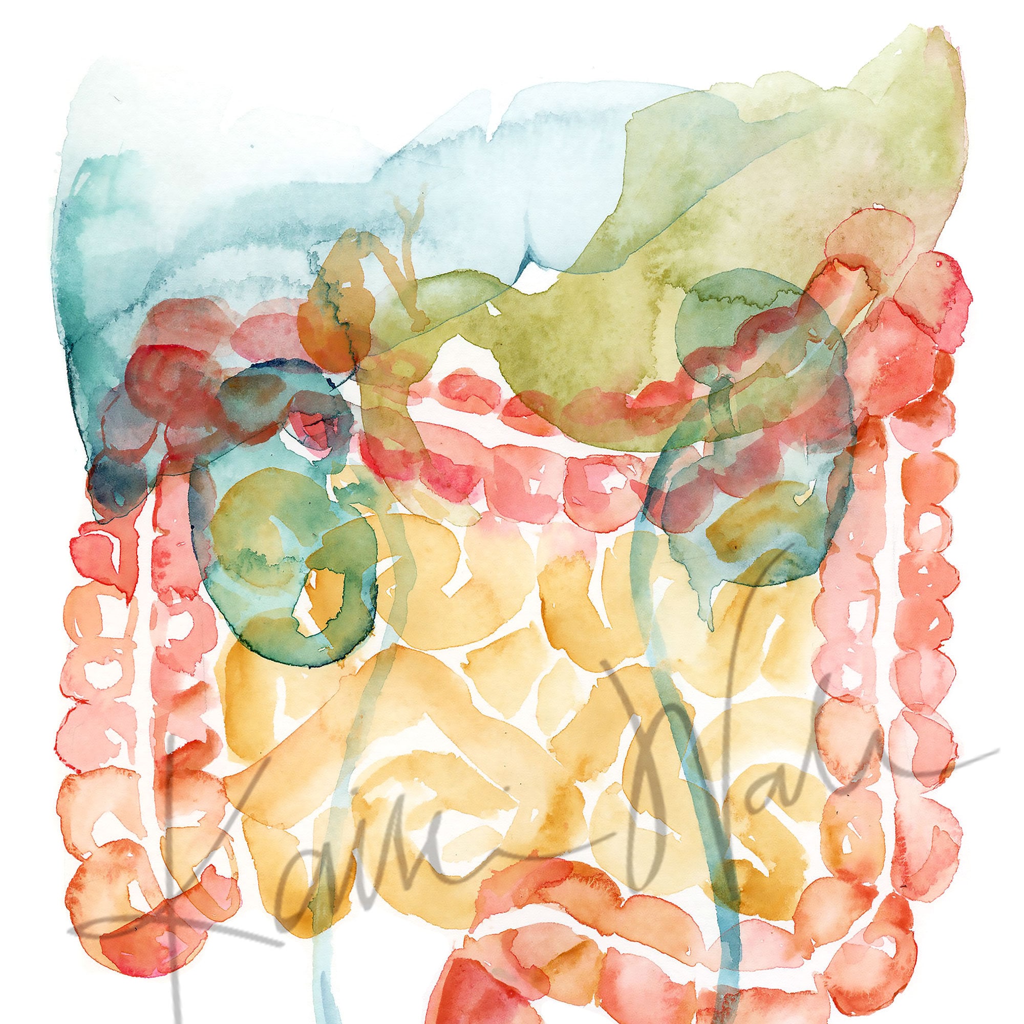 GI/GU Watercolor Print - Gastroenterology - Genitourinary - Stomach Art ...
