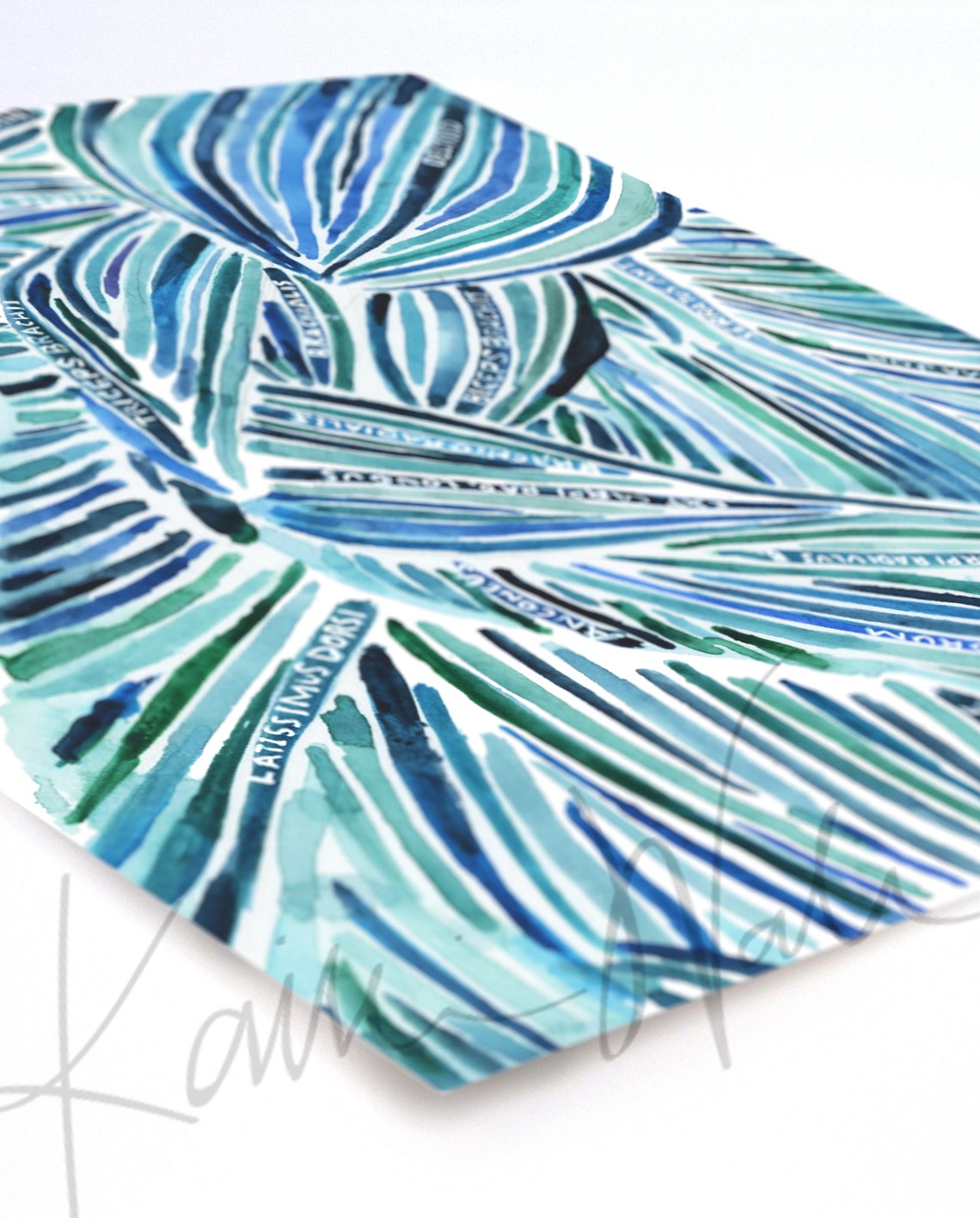 Muscle Anatomy Watercolor Print - Muscle Painting - Labeled Muscle ...