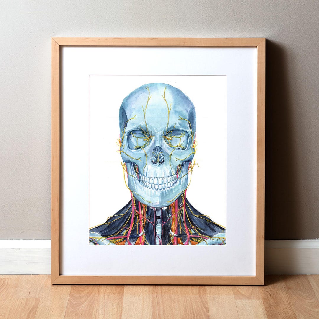 Skull and Neck Anatomy Frontal View Watercolor Print - Muscular ...
