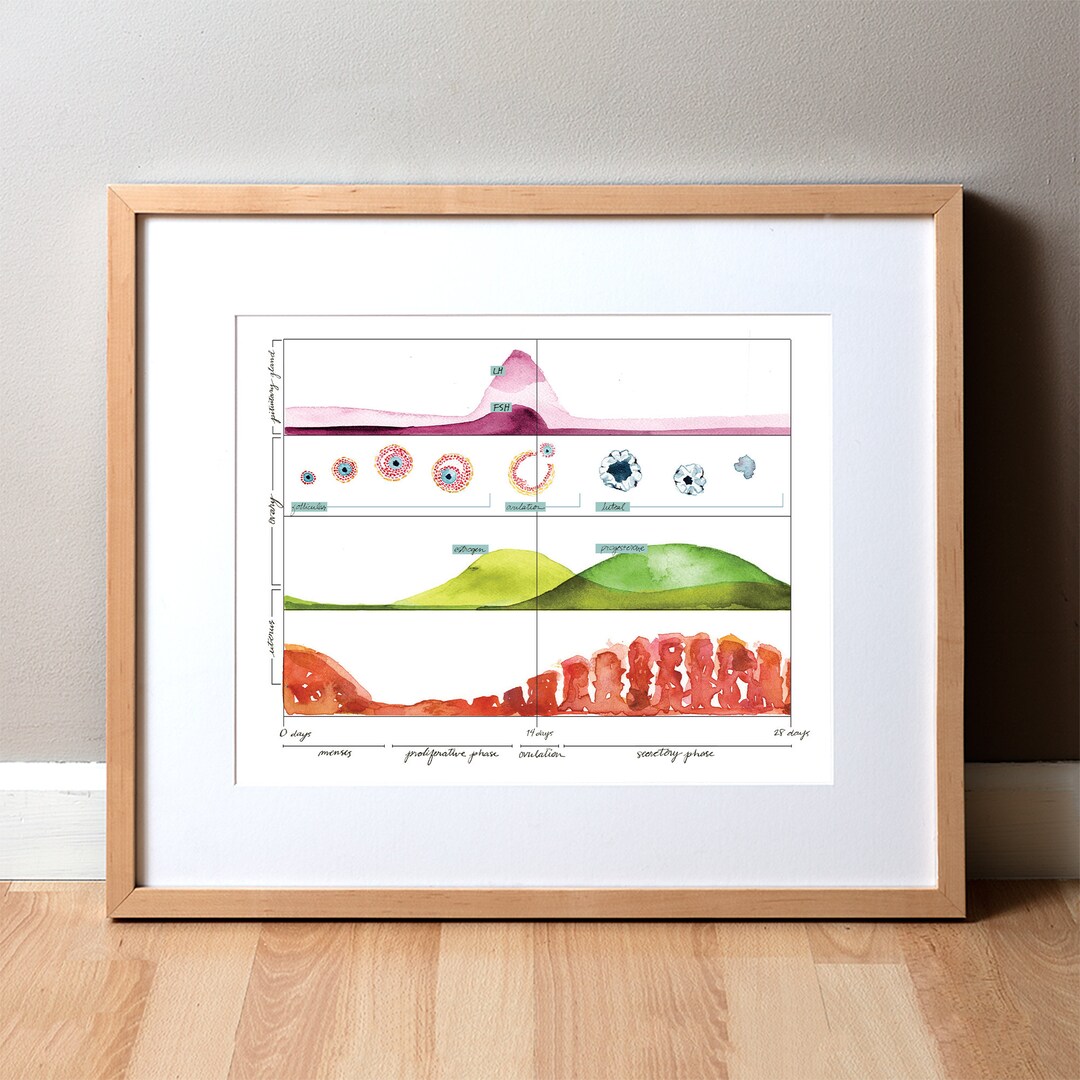 Menses Cycle II Watercolor Art Print - Menstrual Chart - OBGYN Art ...