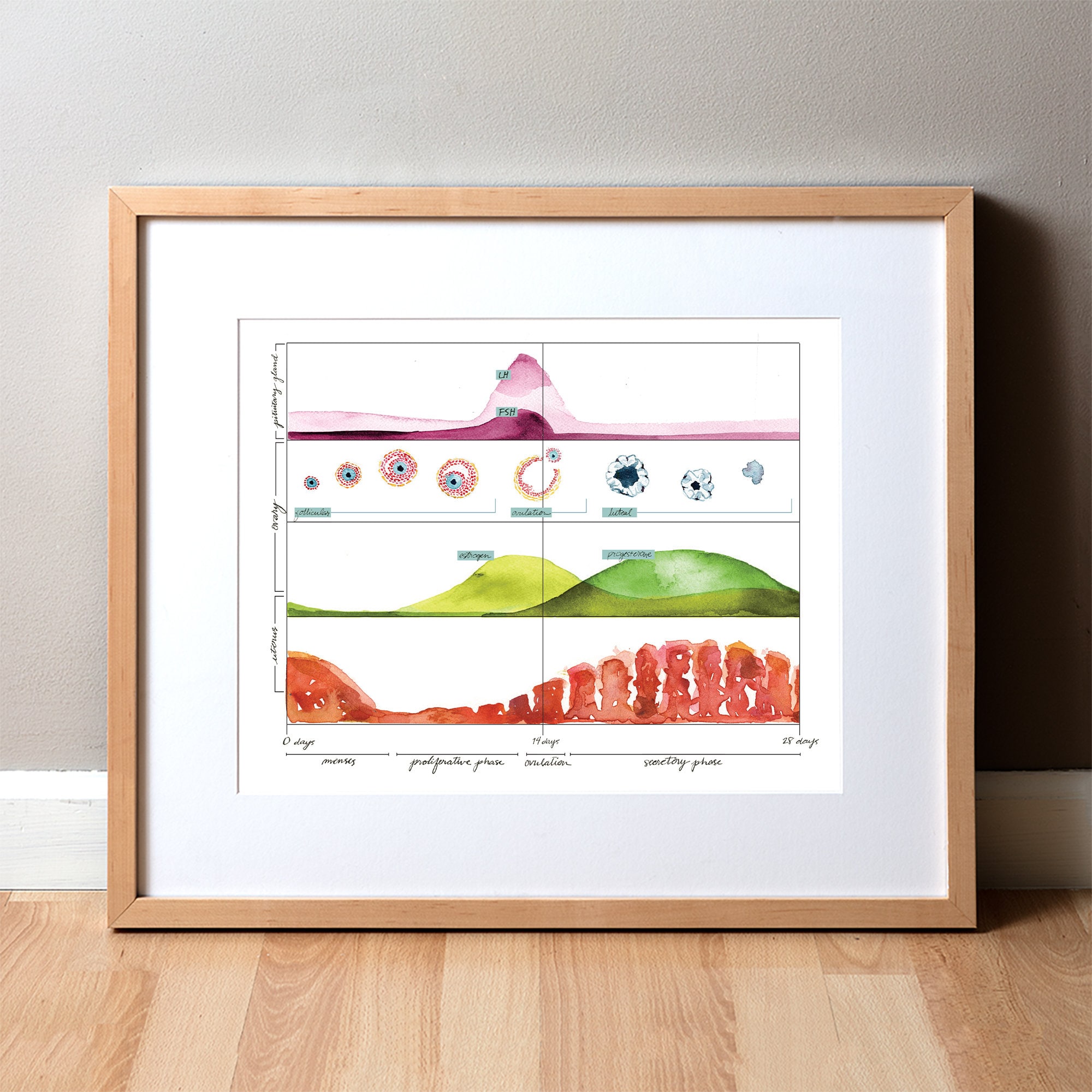 Menses Cycle II Watercolor Art Print - Menstrual Chart - OBGYN Art ...