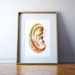 Ear Watercolor Print - Audiology, ENT and Speech Path Art - Anatomy Art ...