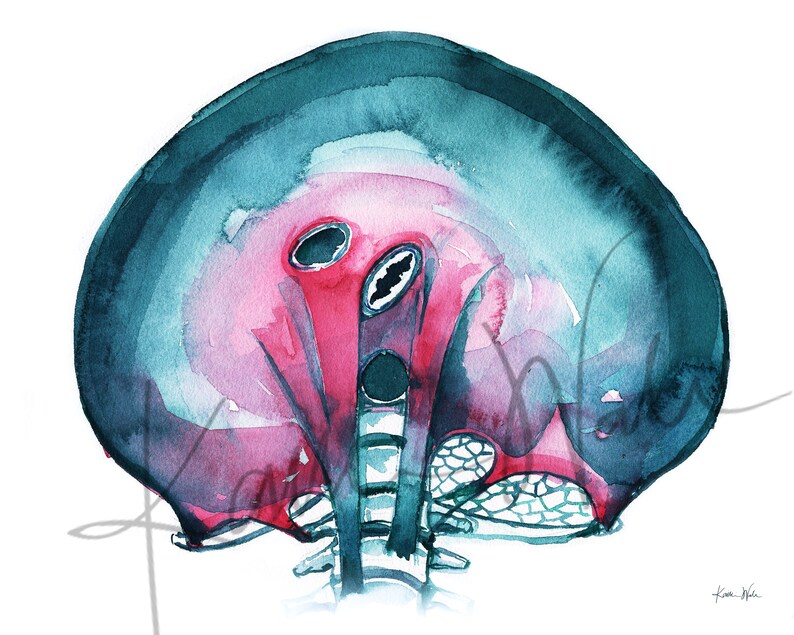 Diaphragm Watercolor Print - Respiratory System - Body Systems ...