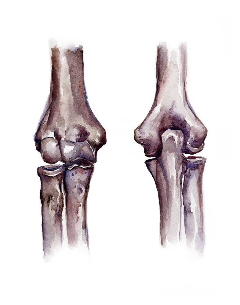 Elbow Joint Anatomy Watercolor Print - Anatomy Art - Humerus Ulna ...