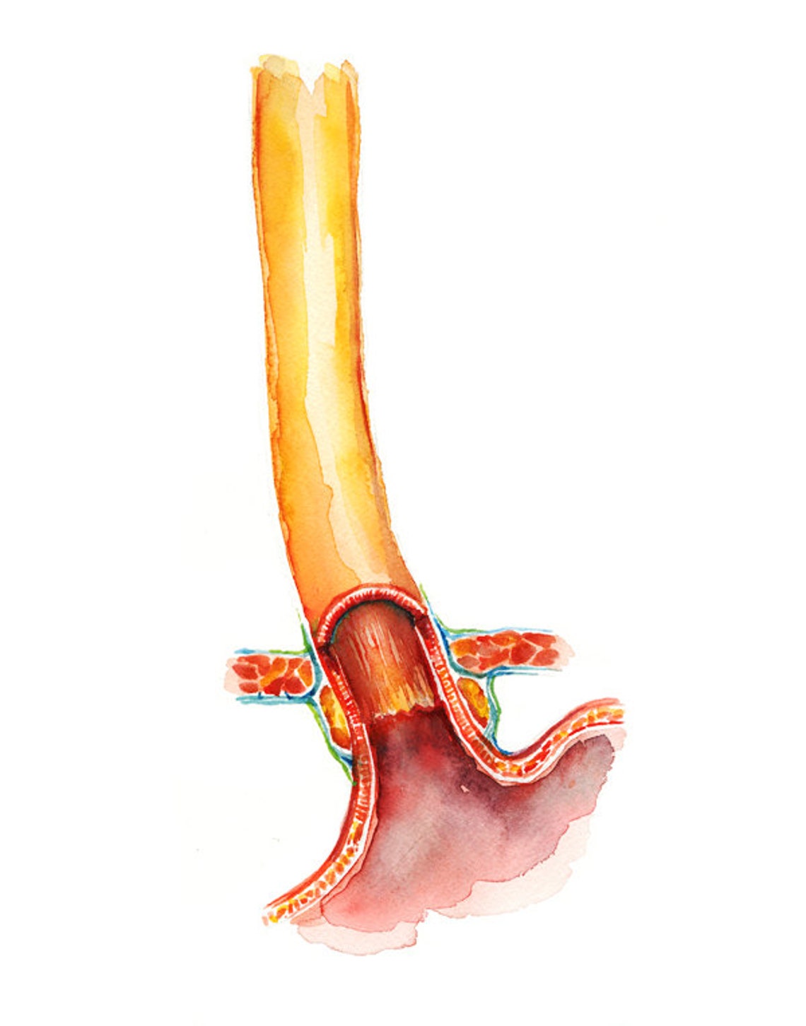 Esophagus Watercolor Art Print Gastrointestinal Painting - Etsy