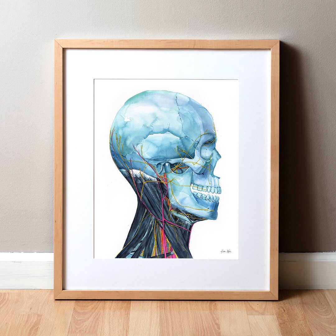 Skull and Neck Anatomy Right View Watercolor Print - Muscular Painting ...