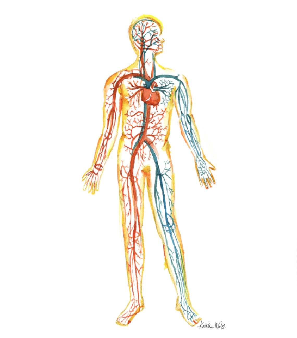 Circulatory System Watercolor Print Body Systems Watercolor | Etsy