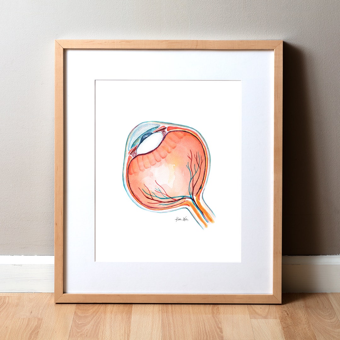 Anatomical Eye Art Print - Eye Cross Section Art Print - Eye Watercolor ...