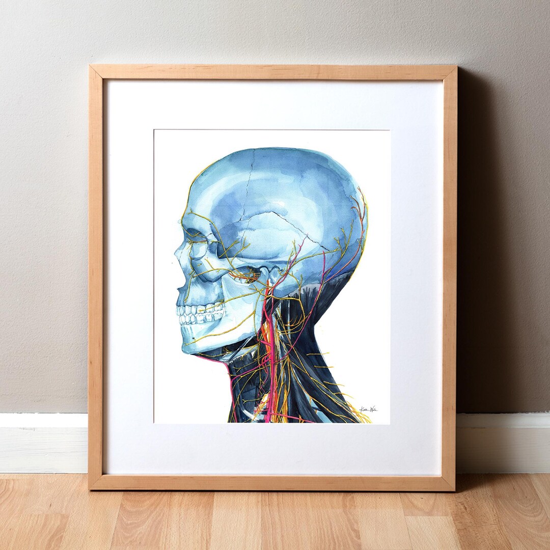 Skull and Neck Anatomy Left View Watercolor Print - Muscular Painting ...