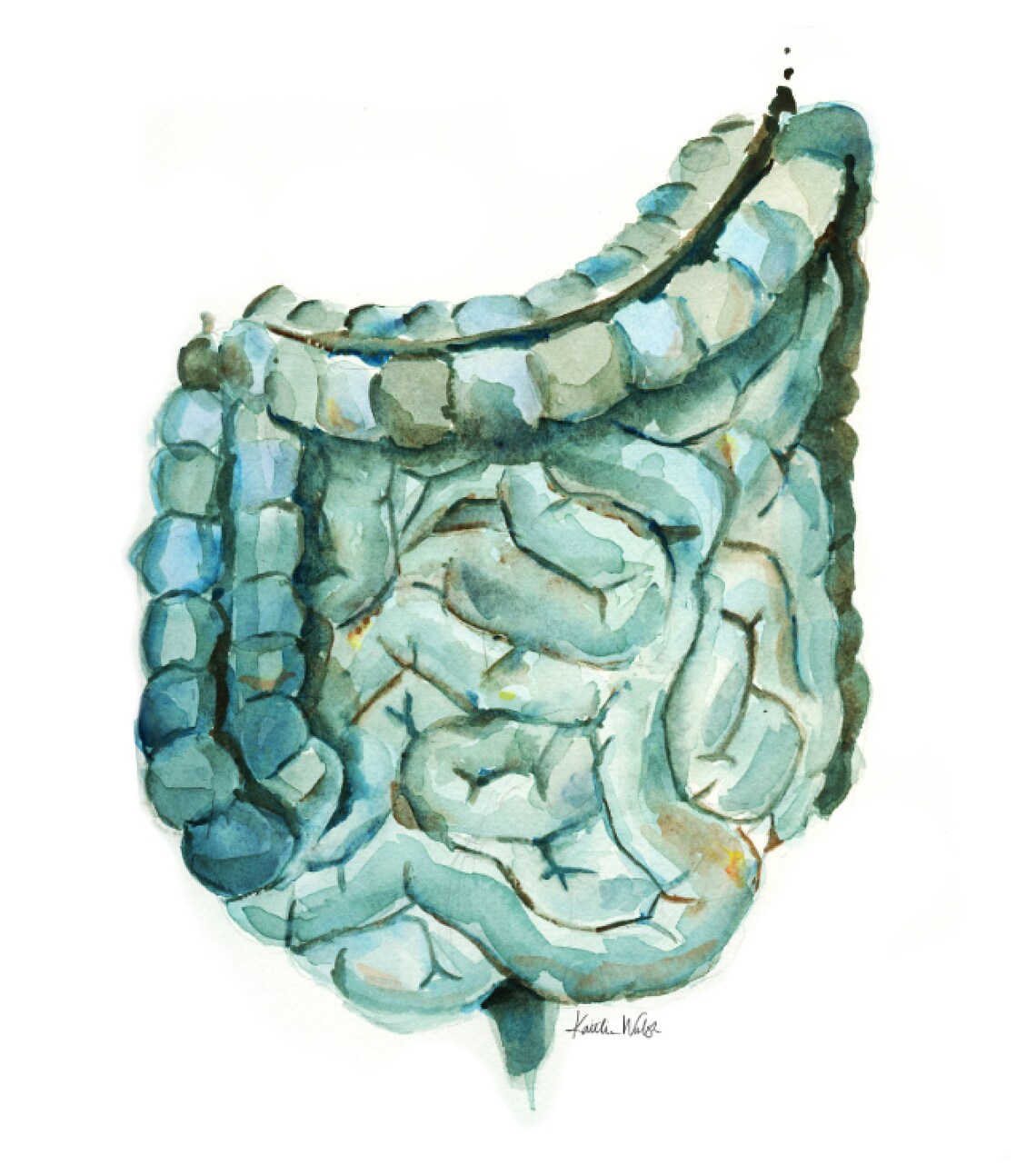Large and Small Intestine Watercolor Print in Blue - Anatomy Art - Etsy