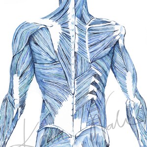 Striated Back Muscles Watercolor Print - Muscle Painting - Gift for ...