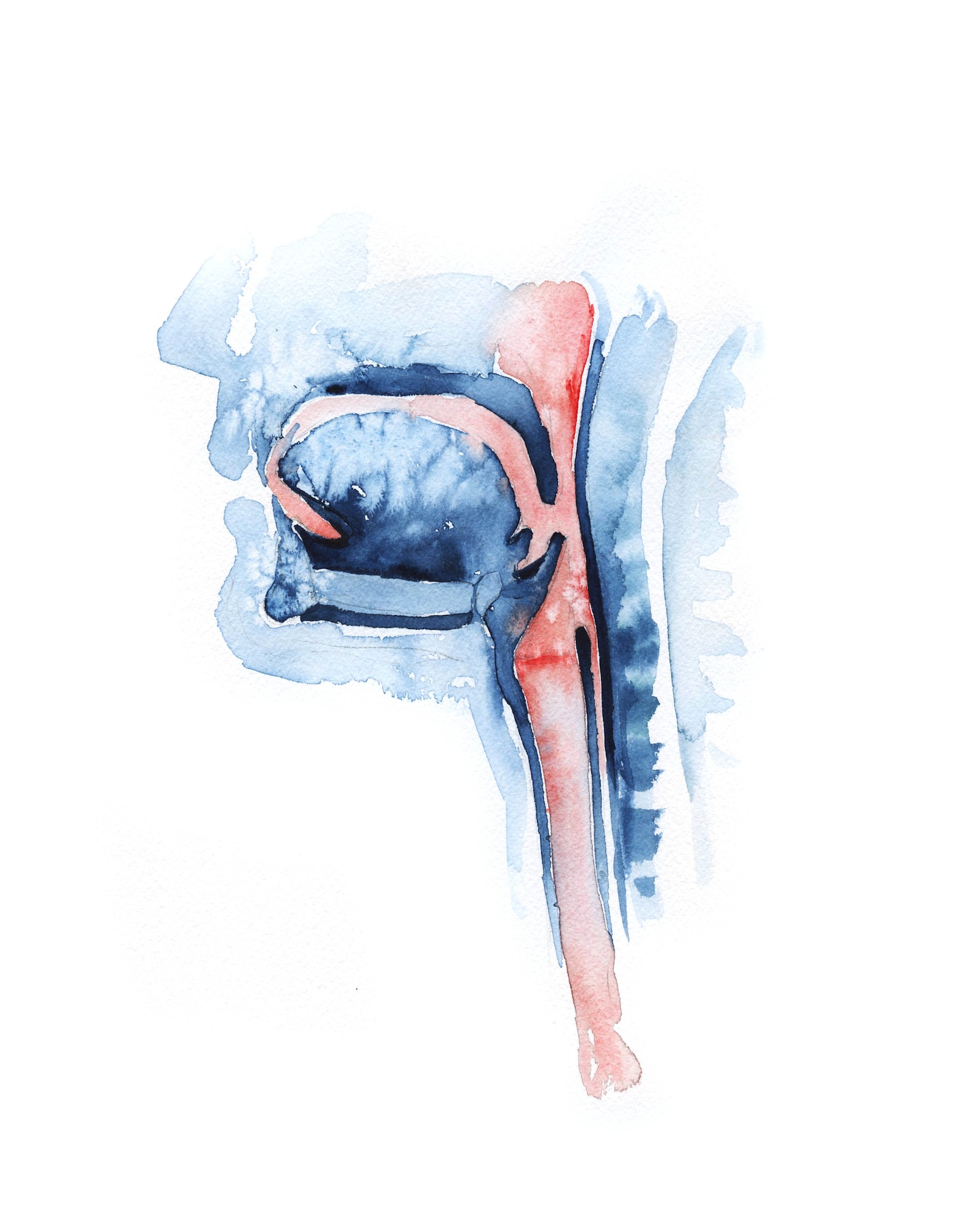 Swallowing Mechanism Art Print - Dental ENT and Speech Pathology ...