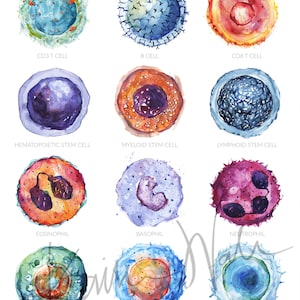 Cells Watercolor Poster - Cell Paintings - Blood Cells - Hematology Art ...