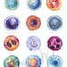 Cells Watercolor Poster - Cell Paintings - Blood Cells - Hematology Art ...