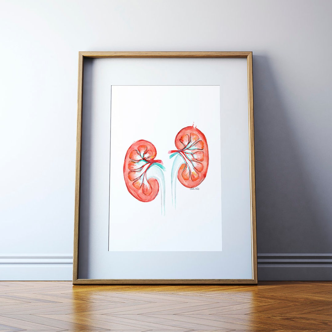 Kidney Watercolor Print - Anatomical Kidney Art - Nephrology Art - Etsy
