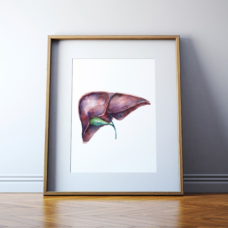 Liver Anatomy Painting - Etsy