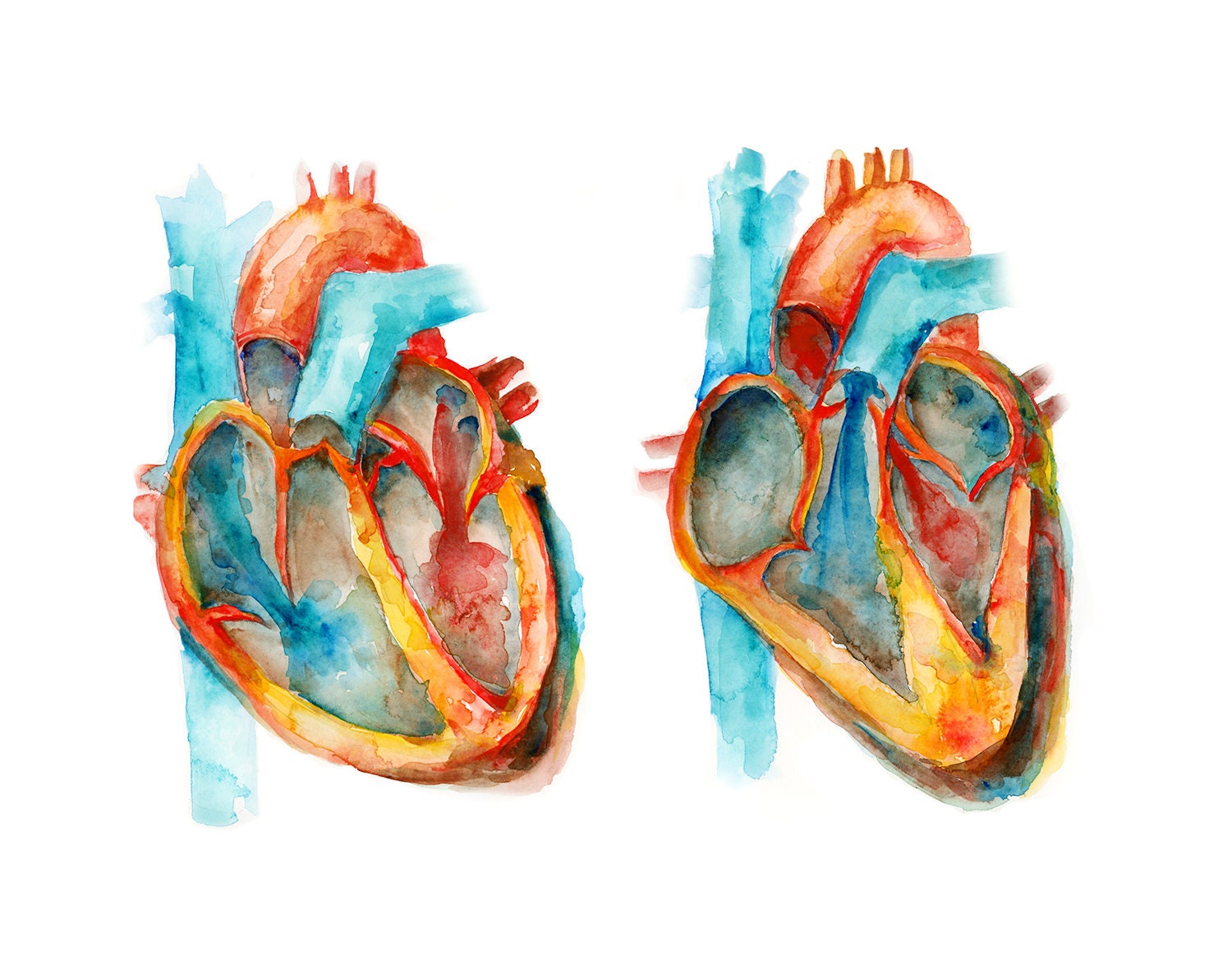 Diastole and Systole Print - Etsy