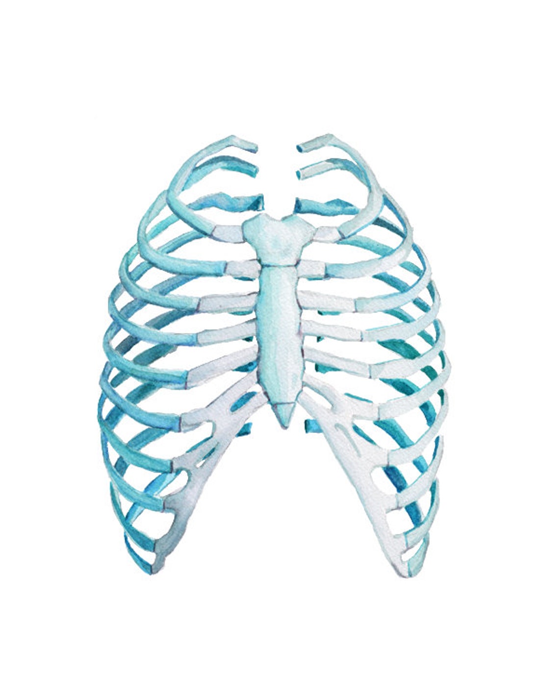 Rib Cage Watercolor Print Anatomy Watercolor Art Print Rib - Etsy Australia