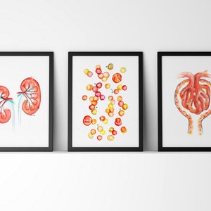 Set of 3 Nephrology Watercolor Prints - Kidneys, Blood Cells ...