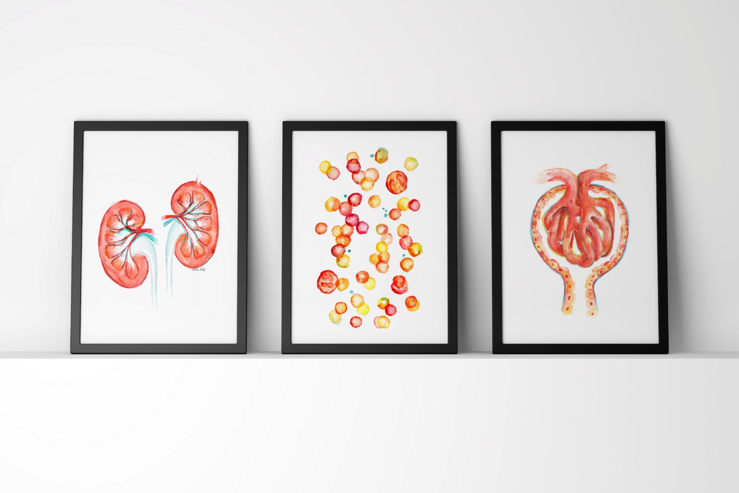 Set of 3 Nephrology Watercolor Prints - Kidneys, Blood Cells ...