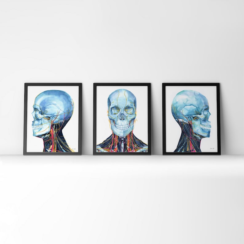 Skull and Neck Anatomy Watercolor Print Set of Three - Skull Art - ENT ...