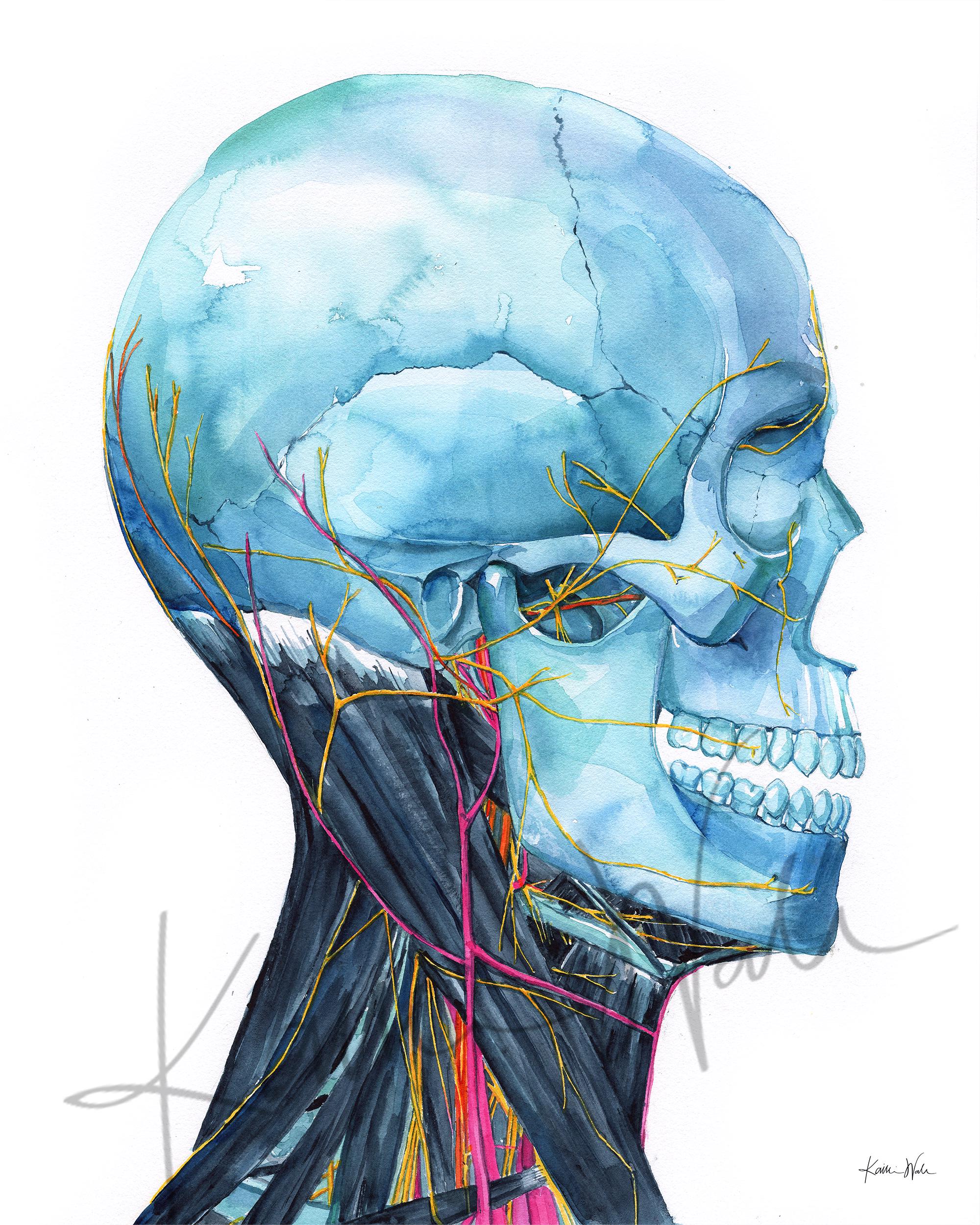 Skull and Neck Anatomy Watercolor Print Set of Three - Skull Art - ENT ...