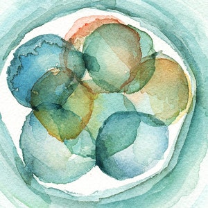 3-day Embryo Art Print - Embryology Watercolor Print - Fertility Doctor ...