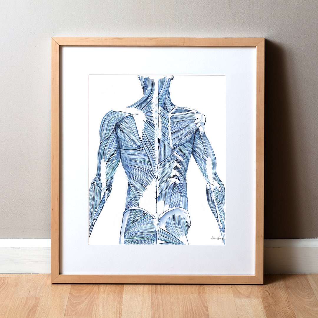 Striated Back Muscles Watercolor Print - Muscle Painting - Gift for ...