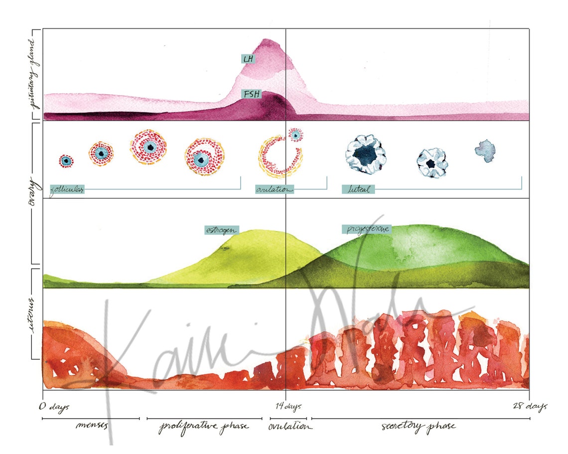 Menses Cycle II Watercolor Art Print - Menstrual Chart - OBGYN Art ...