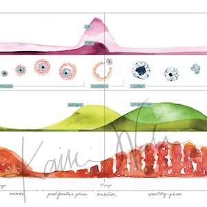 Menses Cycle II Watercolor Art Print - Menstrual Chart - OBGYN Art ...