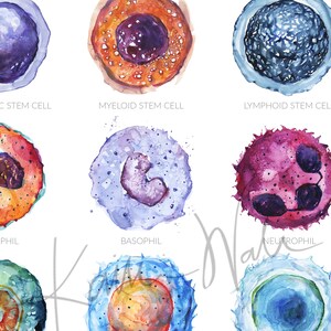 Cells Watercolor Poster Cell Paintings Blood Cells - Etsy